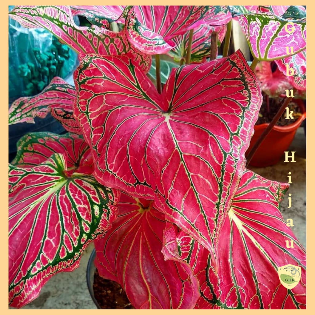 Jual Bunga Hias Hidup Keladi Wayang Kaladium Batik Tanaman Hias ...