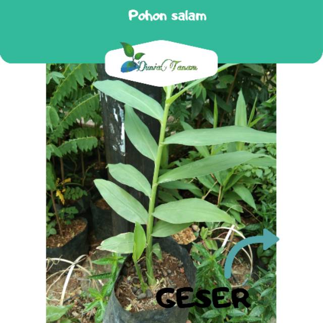 Jual Pohon bangle | bunga / benih tanaman / bibit pohon / bibit buah ...