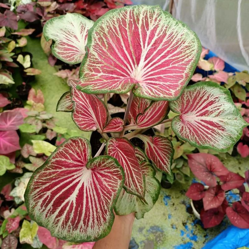 Jual Caladium Flying Garuda Tanaman Keladi Hias Flying Garuda Caladium ...
