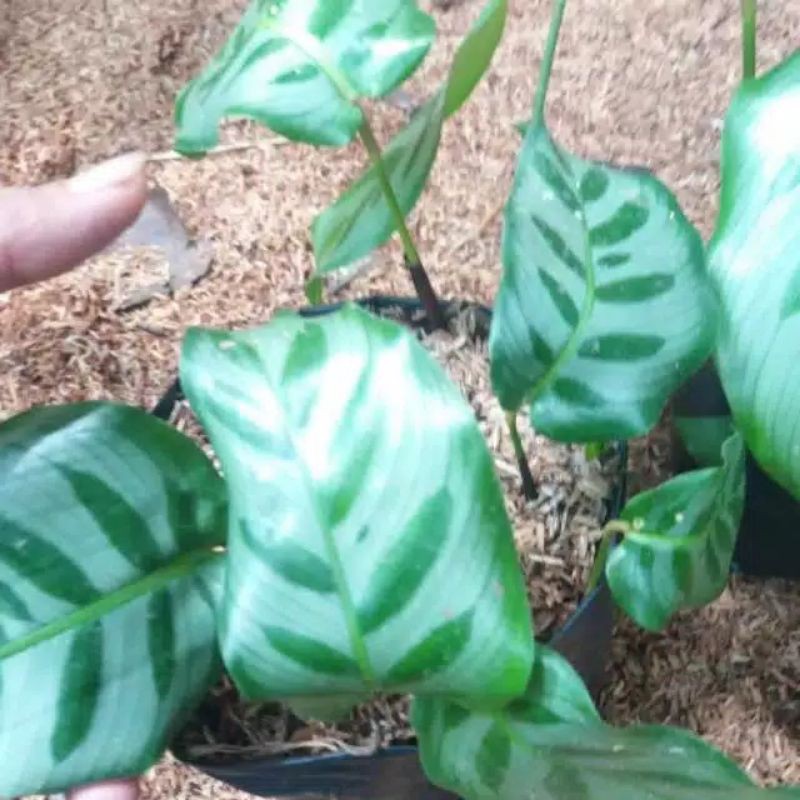 Jual tanaman calathea concinna/pohon calathea concina/calathea baru ...