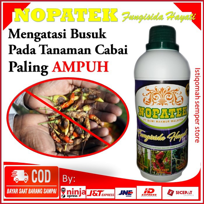 Jual Obat Cabe NOPATEK Fungisida Hayati Mampu Mengatasi Busuk Pada Cabe ...