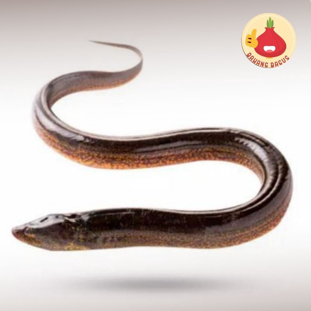 Jual BELUT SEGAR/BELUT SAWAH 500gr | Shopee Indonesia