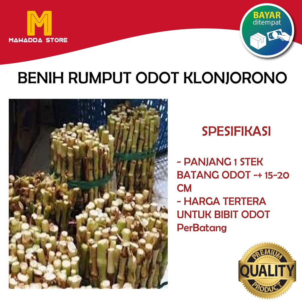 Jual Benih Tanaman Rumput ODOT KOLONJONO RUMPUT GAJAH | Shopee Indonesia