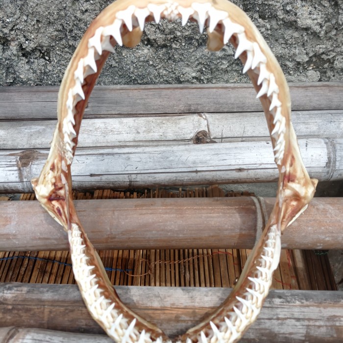 Jual Rahang hiu / Rahang ikan hiu sedang | Shopee Indonesia