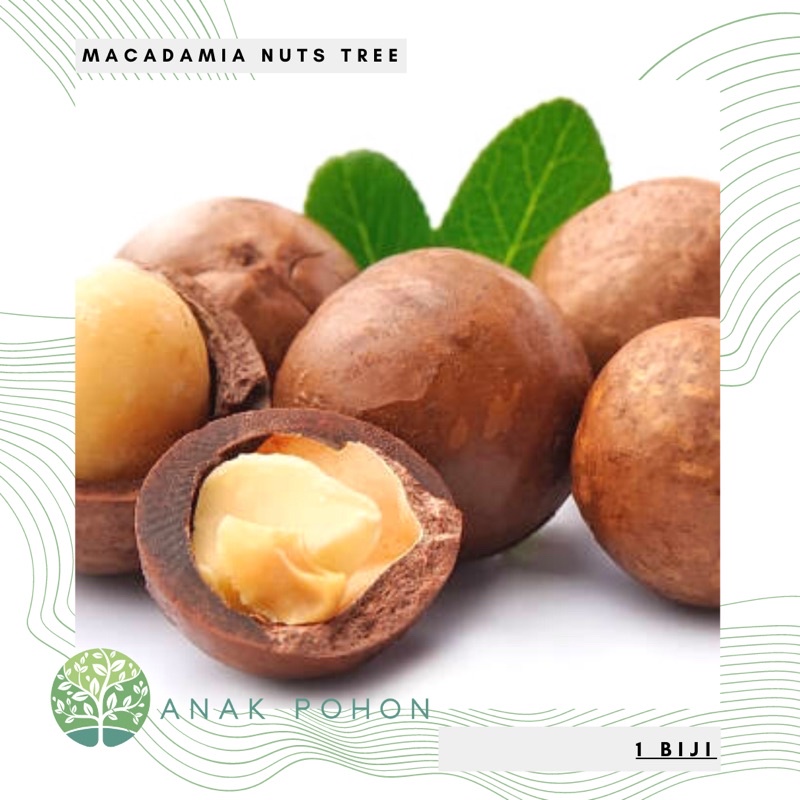 Jual Benih Bibit Biji - Macadamia Nut Makadamia Bava Bafa Nuts (Benih Masih Ada Cangkang) Kacang ...