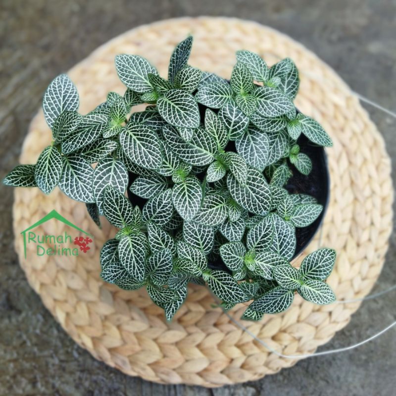 Jual Tanaman fitonia silver (tanaman hias fitonia) | Shopee Indonesia