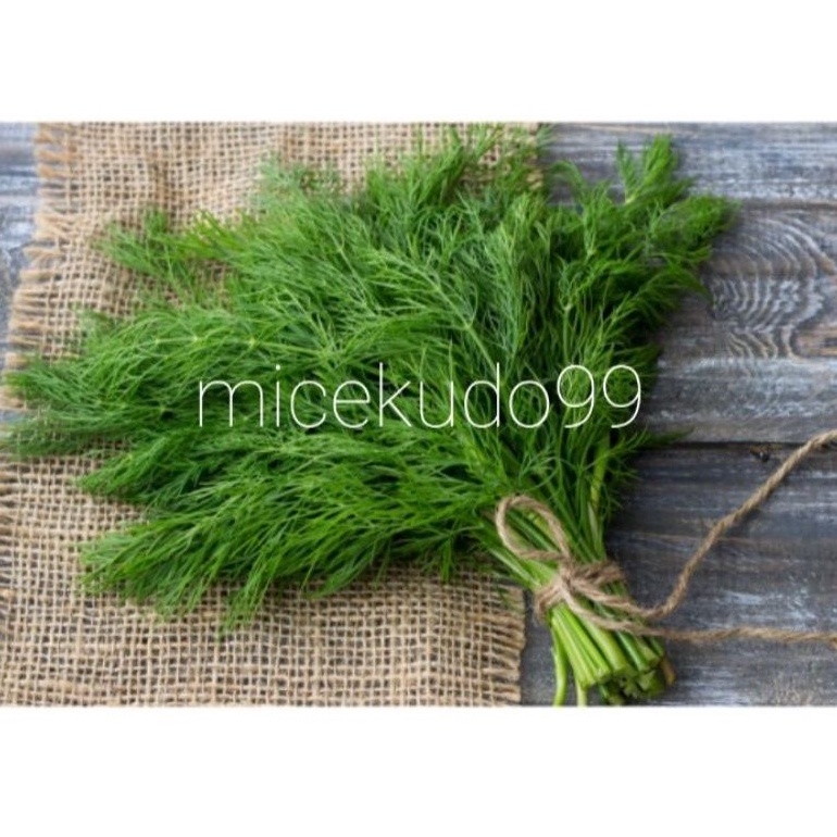 Jual DAUN DILL SEGAR / DAUN ADAS LEAVES FRESH | Shopee Indonesia