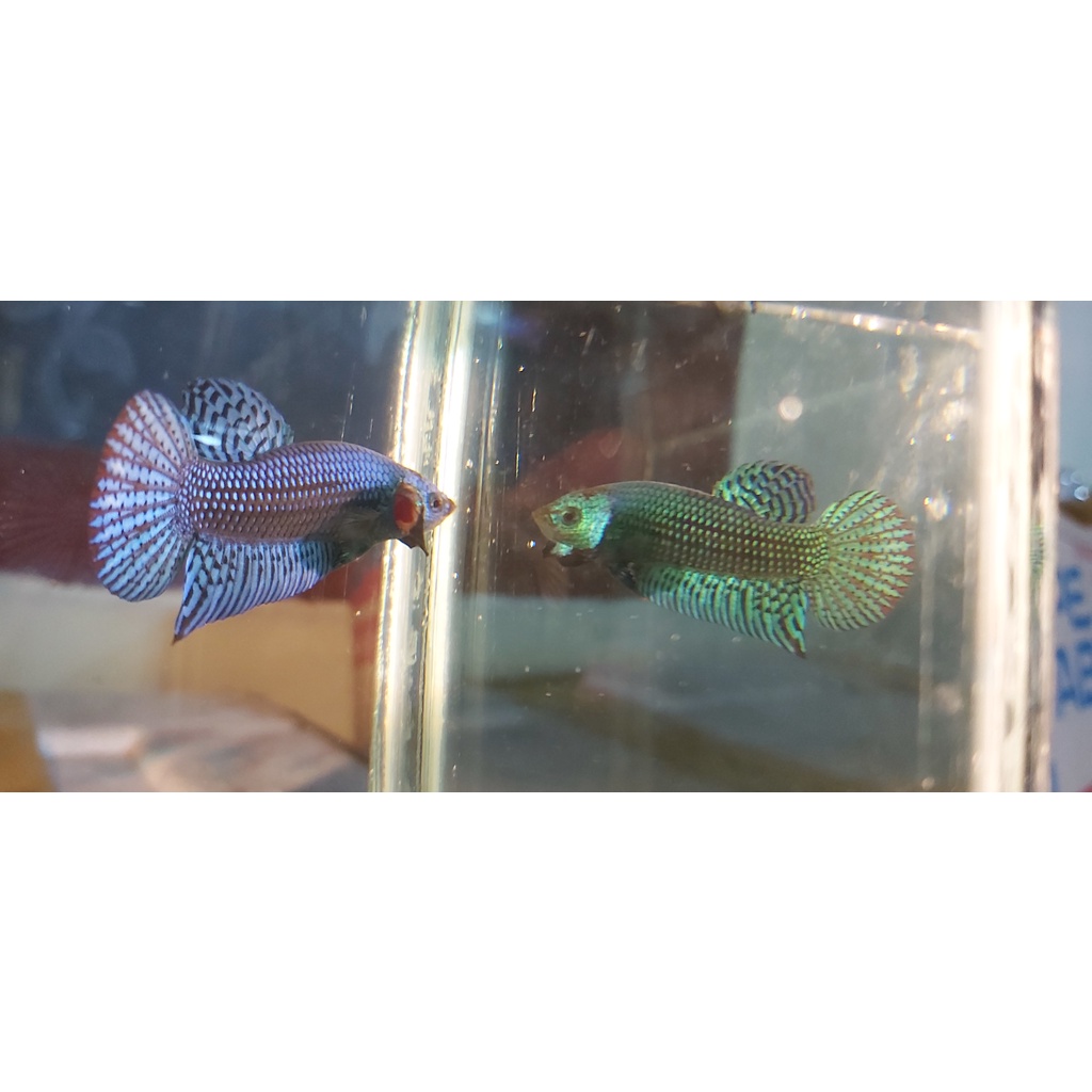 Jual WILD BETTA ALIEN GREEN HYBRID | Shopee Indonesia