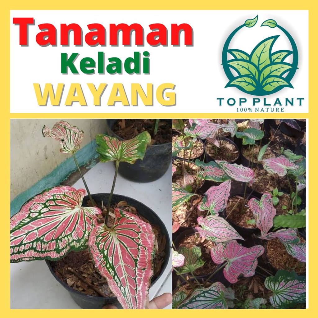 Jual Tanaman Hias Bunga Keladi Wayang - Caladium | Shopee Indonesia