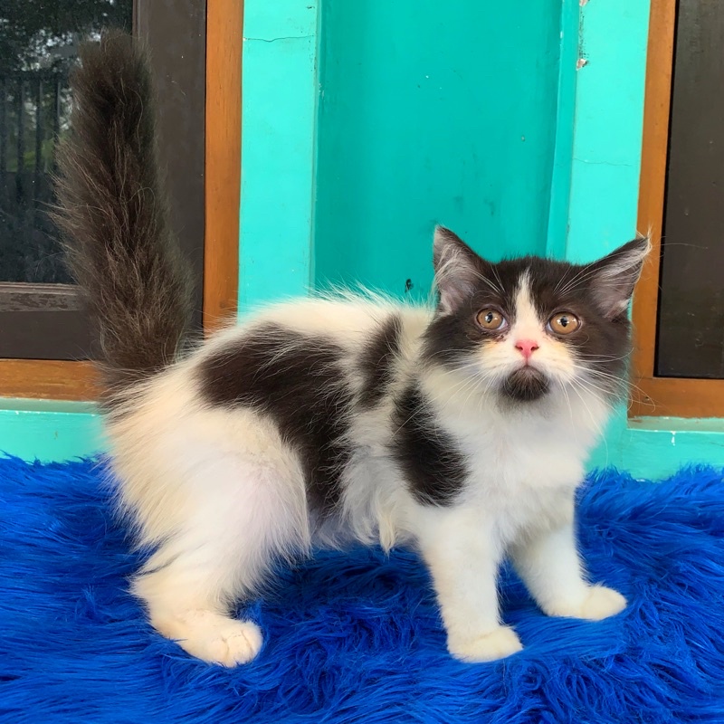 Jual Kucing Kitten Persia Mix Ragdoll BigBone Longhair Bulu Kapas ...