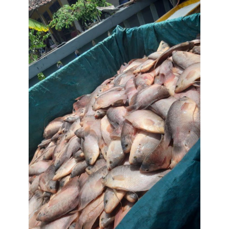 Jual ikan gurame fresh | Shopee Indonesia