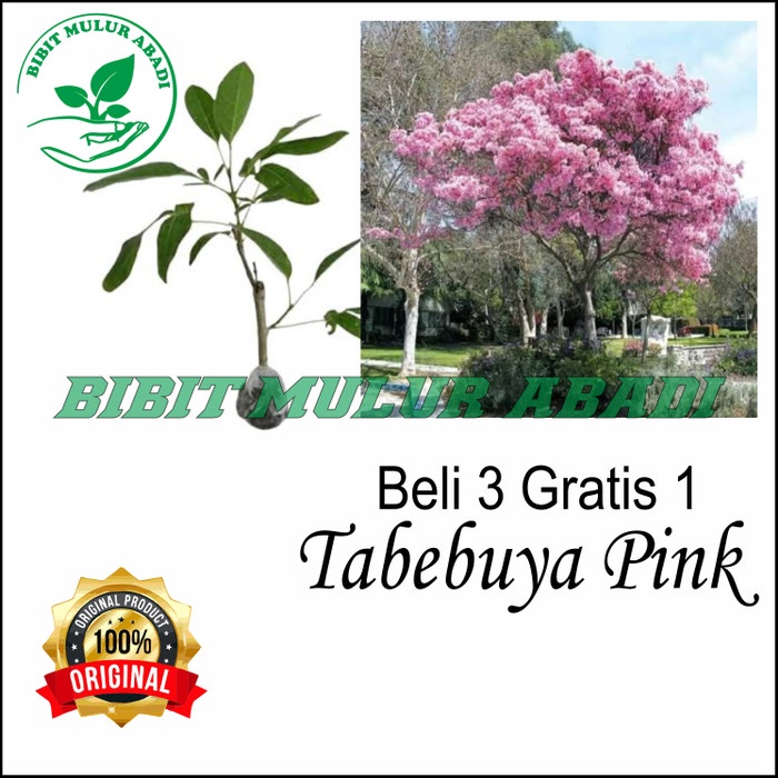 Jual Tanaman hias tabebuya bunga pink daun lebar 1 meter | Shopee Indonesia