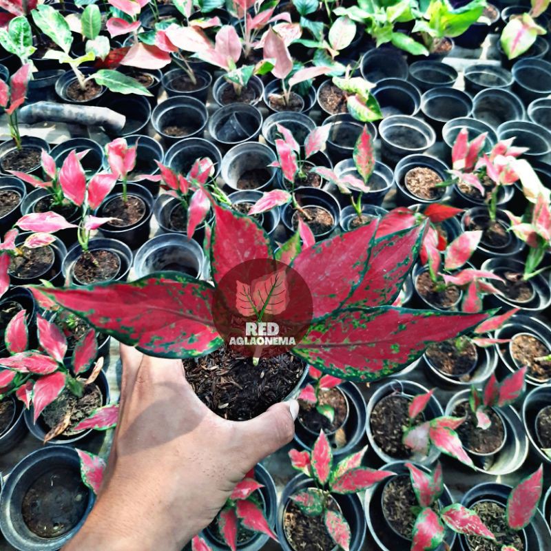 Jual Aglaonema Ruby Garuda Merah | Shopee Indonesia