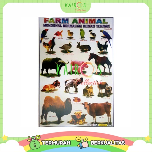Jual Poster Anak Edukasi Belajar Farm Animal Binatang Ternak | Shopee ...
