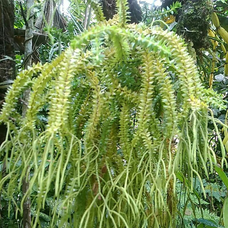 Jual Tanaman Kumpai sisik tanaman hias kumpai Bintang perumpun,jenis ...