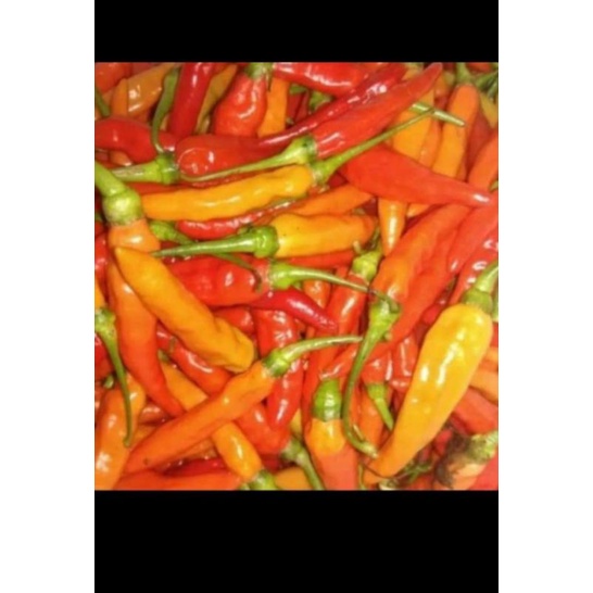 Jual Cabe Rawit Setan 1kg | Shopee Indonesia