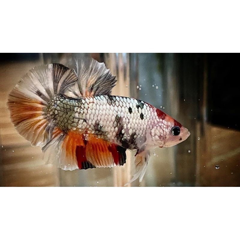 Jual cupang nemo cooper | Shopee Indonesia