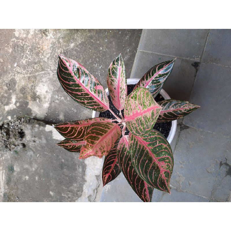 Jual pride of sumatra/pos/redsum | Shopee Indonesia