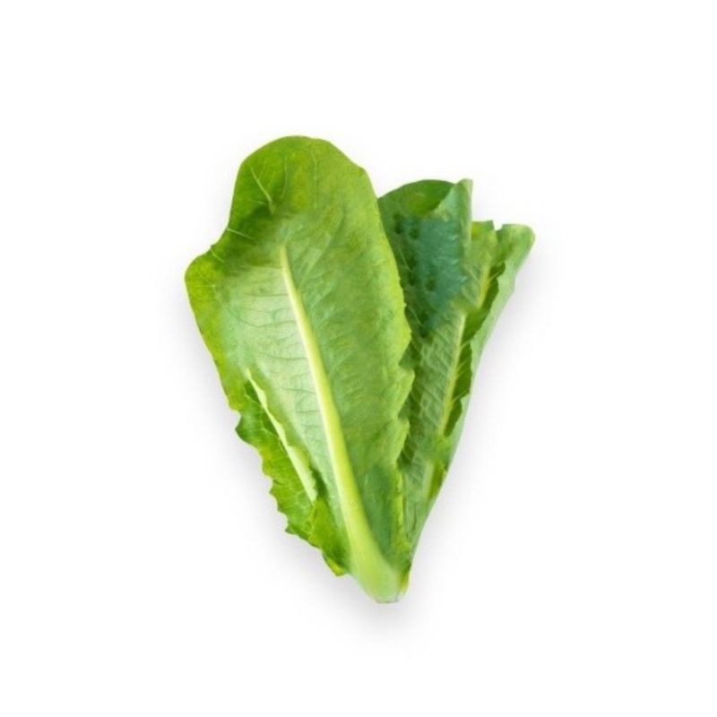 Jual [Sayur segar Semarang] lettuce, selada kering, selada romen, selada keriting merah | Shopee ...