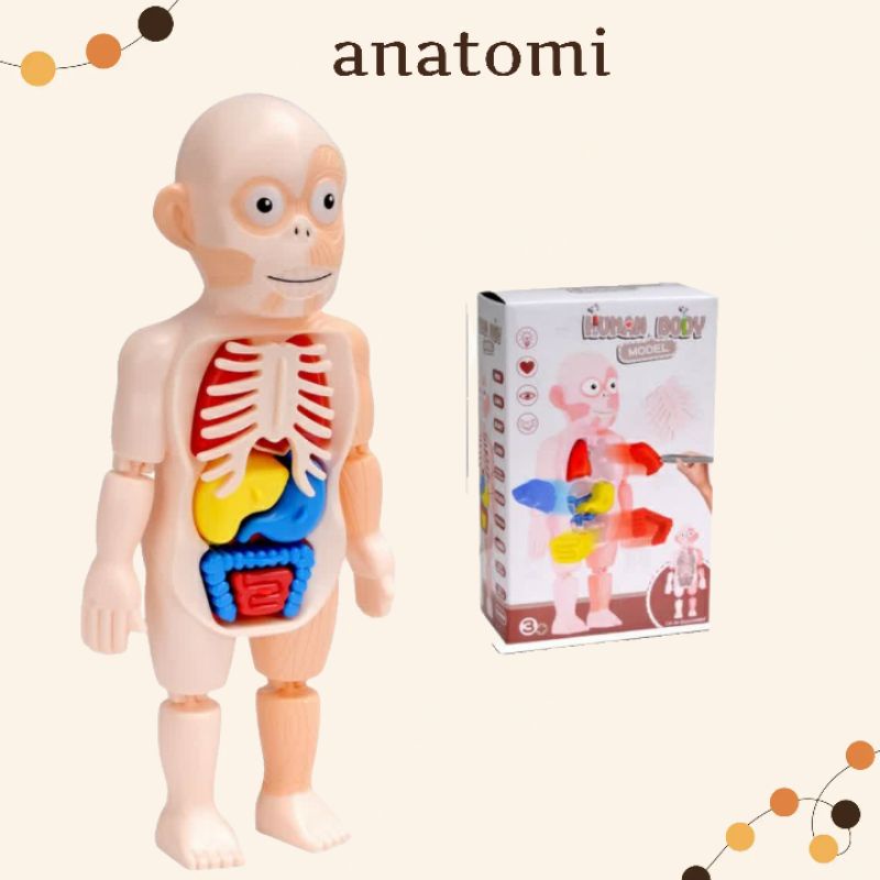 Jual mainan organ ANATOMI TUBUH human body anatomy edukasi montessori ...