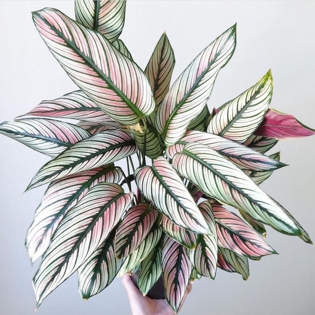 Jual Calathea White Star Tanaman Calathea Tanaman Hias Indoor Bunga ...