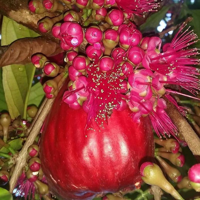 Jual bibit jambu jamaika jumbo/jambu dersono | Shopee Indonesia