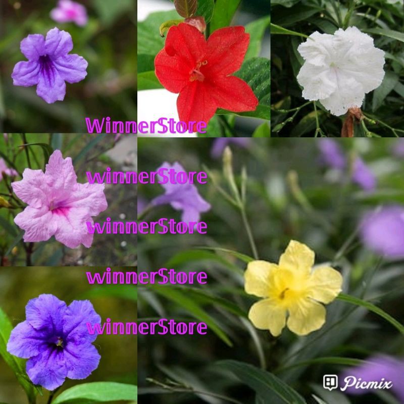 Jual Stek Bibit Bunga Ruellia Mix (10 Batang) | Shopee Indonesia