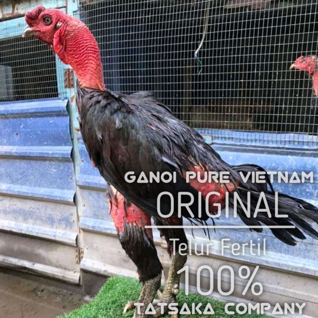 Jual ayam bangkok ganoi tatsaka telur fertil | Shopee Indonesia