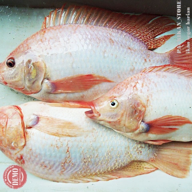 Jual IKAN NILA MERAH 1-2 EKOR FRESH DAN BERGARANSI | Shopee Indonesia