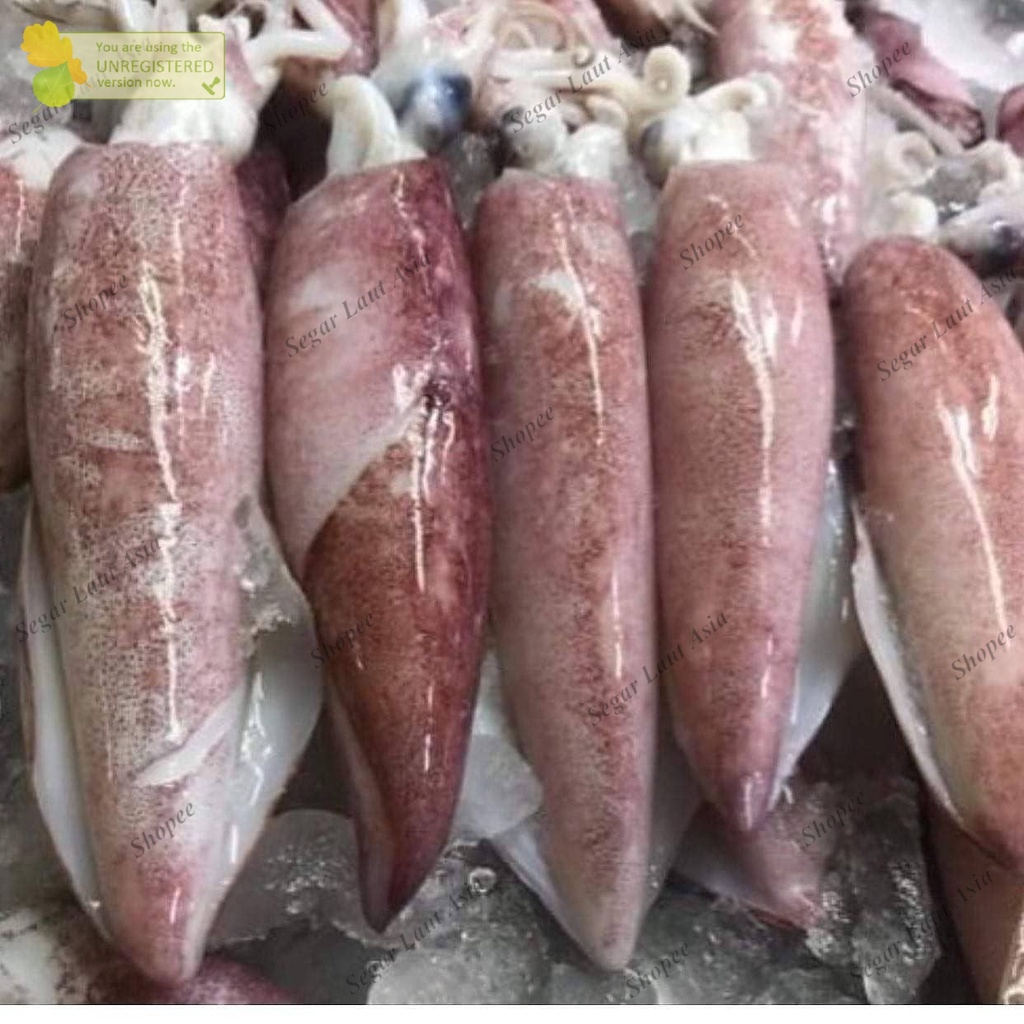 Jual Cumi Telur Segar Cumi Telor Fresh | Shopee Indonesia