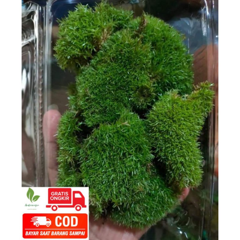 Jual Moss Mutiara grade A paludarium vivarium terrarium moss darat ...