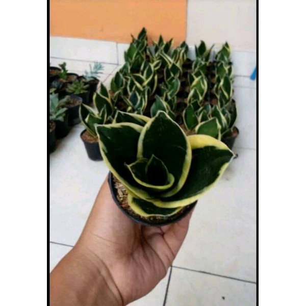 Jual PRODUK UNGGULAN tanaman hias sensivera pagoda-pohon sensivera ... Jual PRODUK UNGGULAN tanaman hias sensivera pagoda-pohon sensivera ...