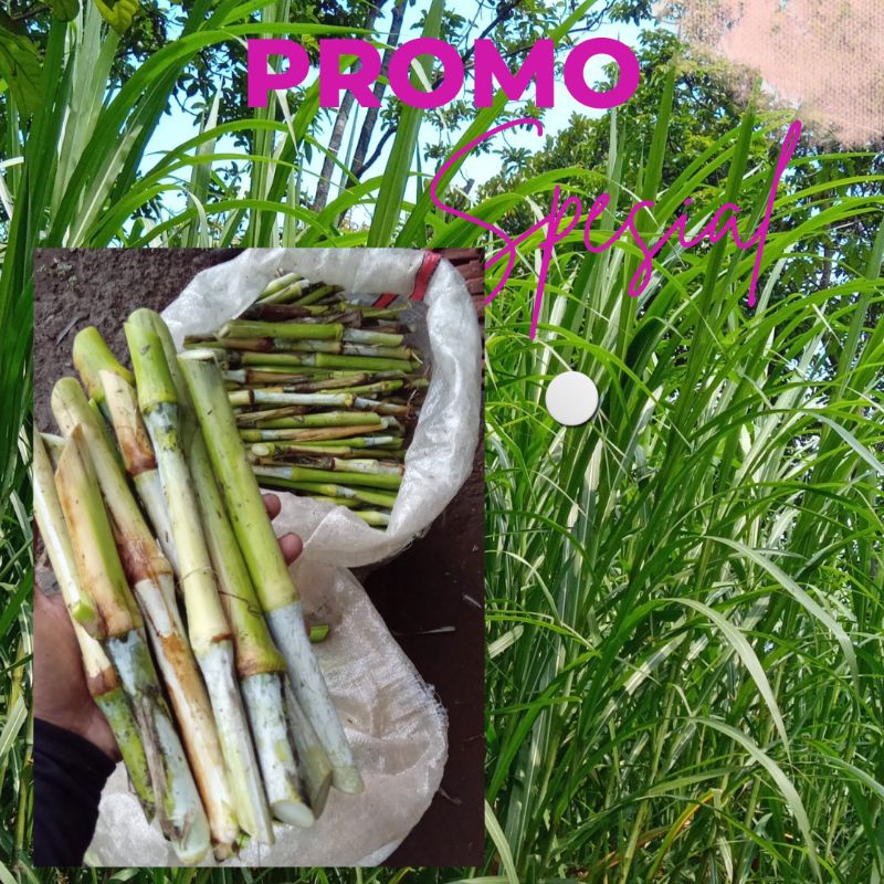 Jual BIBIT PAKCONG BIBIT RUMPUT PAKCHONG NAPIR PAKCONG | Shopee Indonesia