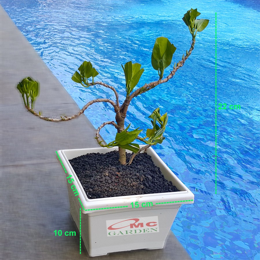 Jual Tanaman Hias Pohon Bonsai Mame Puring Croton Buntut Jago Hijau ...