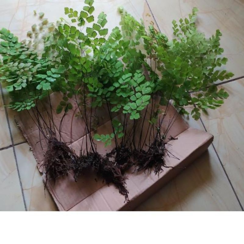 Jual Pakis Suplir Tanaman hias | Shopee Indonesia