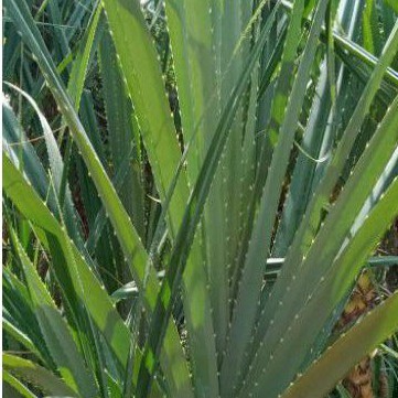 Jual Pandan Duri/Pandan Laut Fresh Segar Original di jual per 5 batang ...