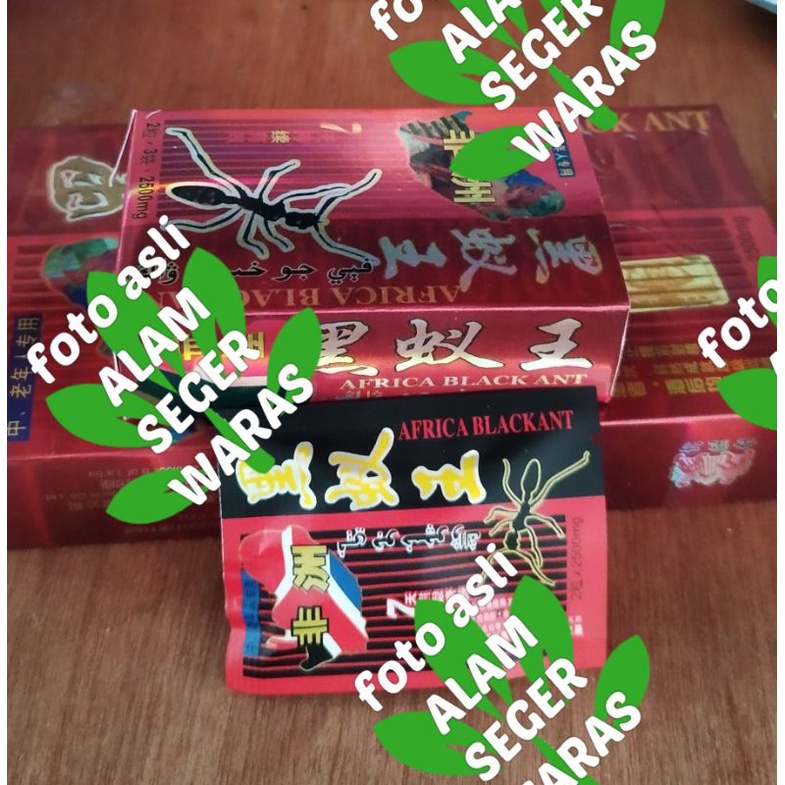 Jual ECER semut afrika black ant afrika merah | Shopee Indonesia