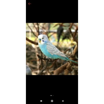 Jual parkit lokal, hijau kuning | Shopee Indonesia