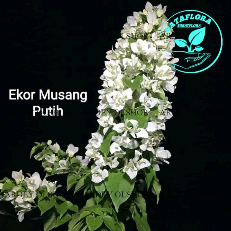 Jual TANAMAN HIAS BUGENVIL BUNGA KERTAS//EKOR MUSANG PUTIH | Shopee ...