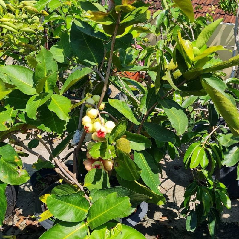 Jual bibit buah jambu air red taiwan merah super | Shopee Indonesia