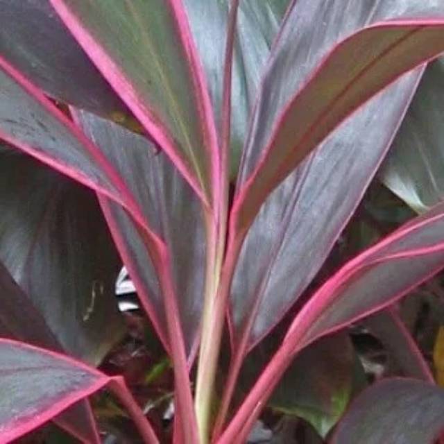 Jual Daun hanjuang atau daun andong fresh | Shopee Indonesia