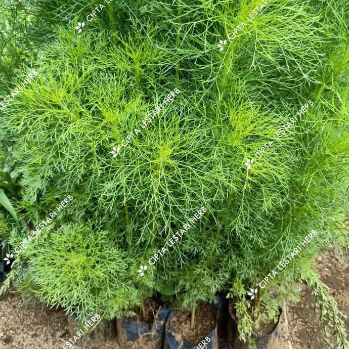 Jual X3Na Bibit Tanaman Adas Pulosari Pohon Daun Adas Pulowaras ...