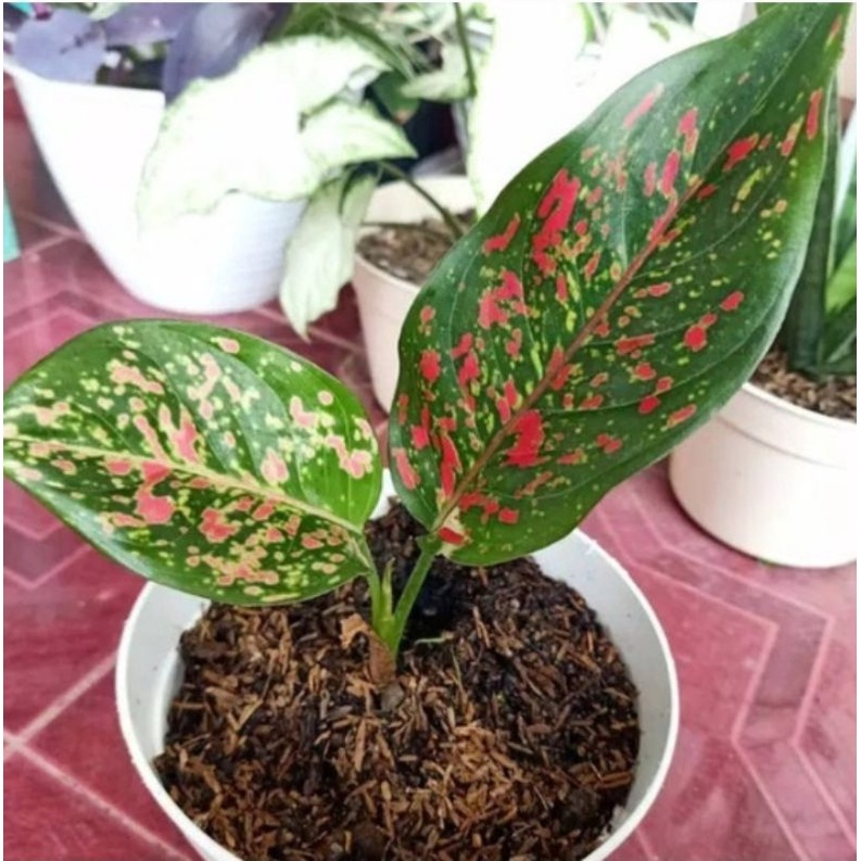 Jual Tanaman Hias Aglonem Red Venus Besar Dewasa Daun Banyak Tanaman ...
