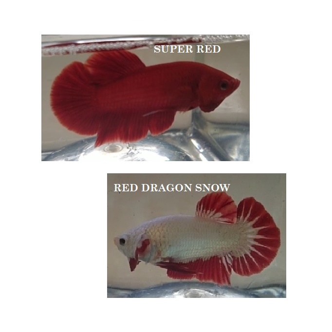 Jual IKAN CUPANG SUPER RED / RED DRAGON SNOW - BONUS DAUN KETAPANG ...