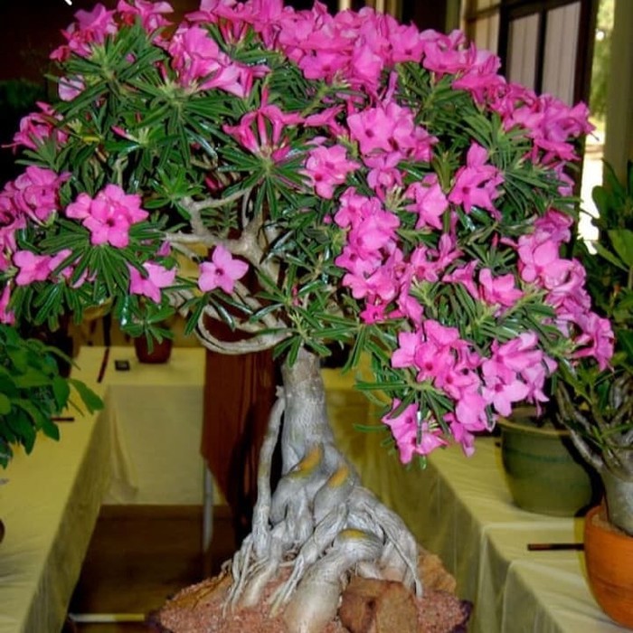 Jual Promo Bonsay Pohon Kamboja Adenium Cabang Seribu Bunga Tumpuk