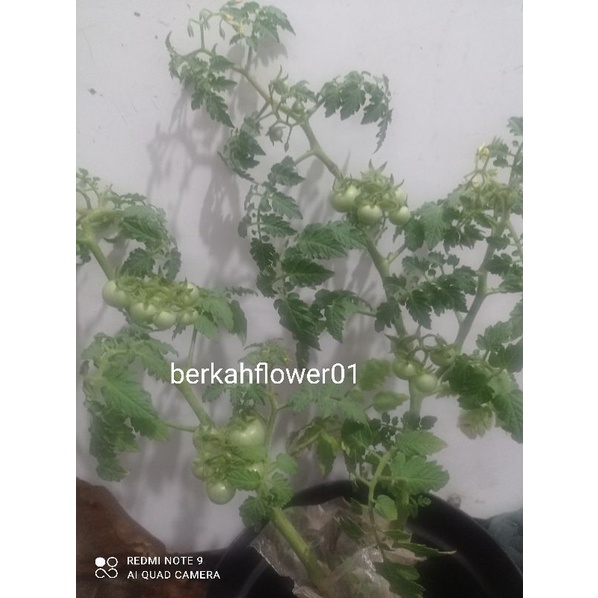 Jual Tanaman tomat Cherry/Pohon Tomat Cherry | Shopee Indonesia