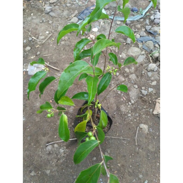 Jual Pohon Plum Aussie Bibit Tanaman Buah Plum Ausi Ausie Dataran ...