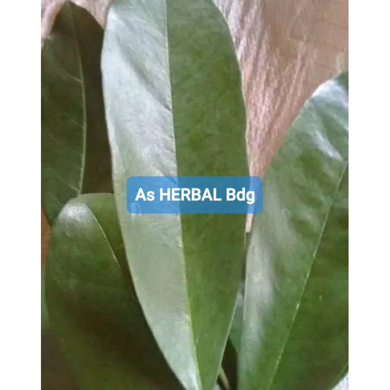 Jual Daun buni segar 1 kg fresh / daun buah buni | Shopee Indonesia