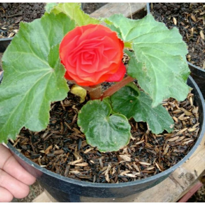 Jual tanaman hias begonia rose warna merah | Shopee Indonesia