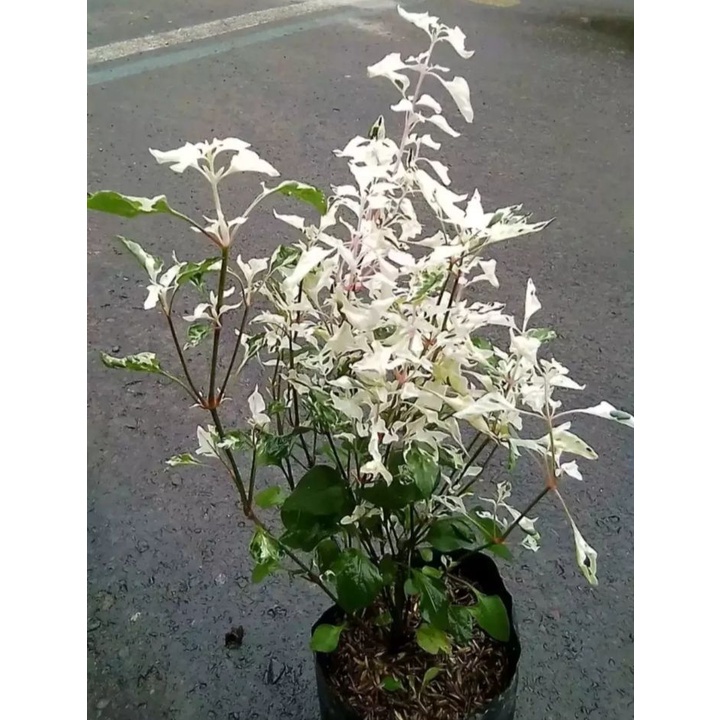 Jual Bunga ANTING PUTRI SALJU - Tanaman Hidup Bunga Hias Anting Putri ...